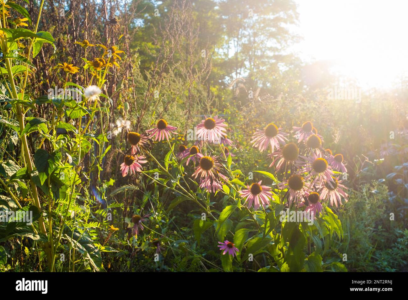Pink rudbeckia flowers in Frederic Back Park in Montreal, taken with ...