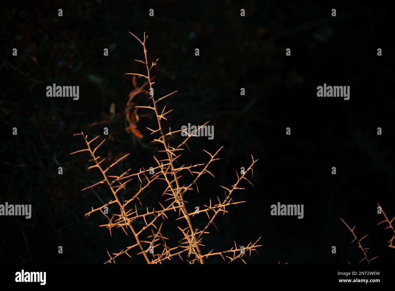 Black thorns hi-res stock photography and images - Alamy