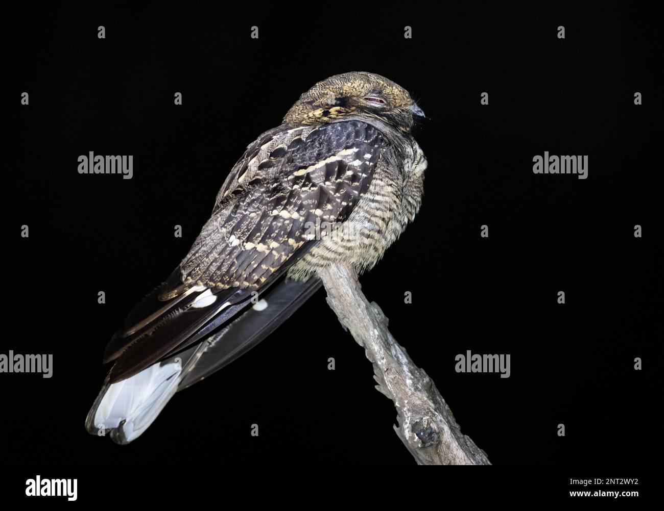 Large tailed nightjar caprimulgus macrurus hi-res stock photography and ...