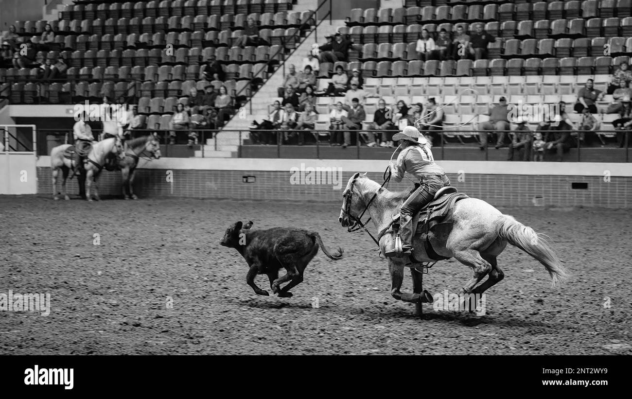 Girl or young woman on horseback participating in a rodeo in the calf ...