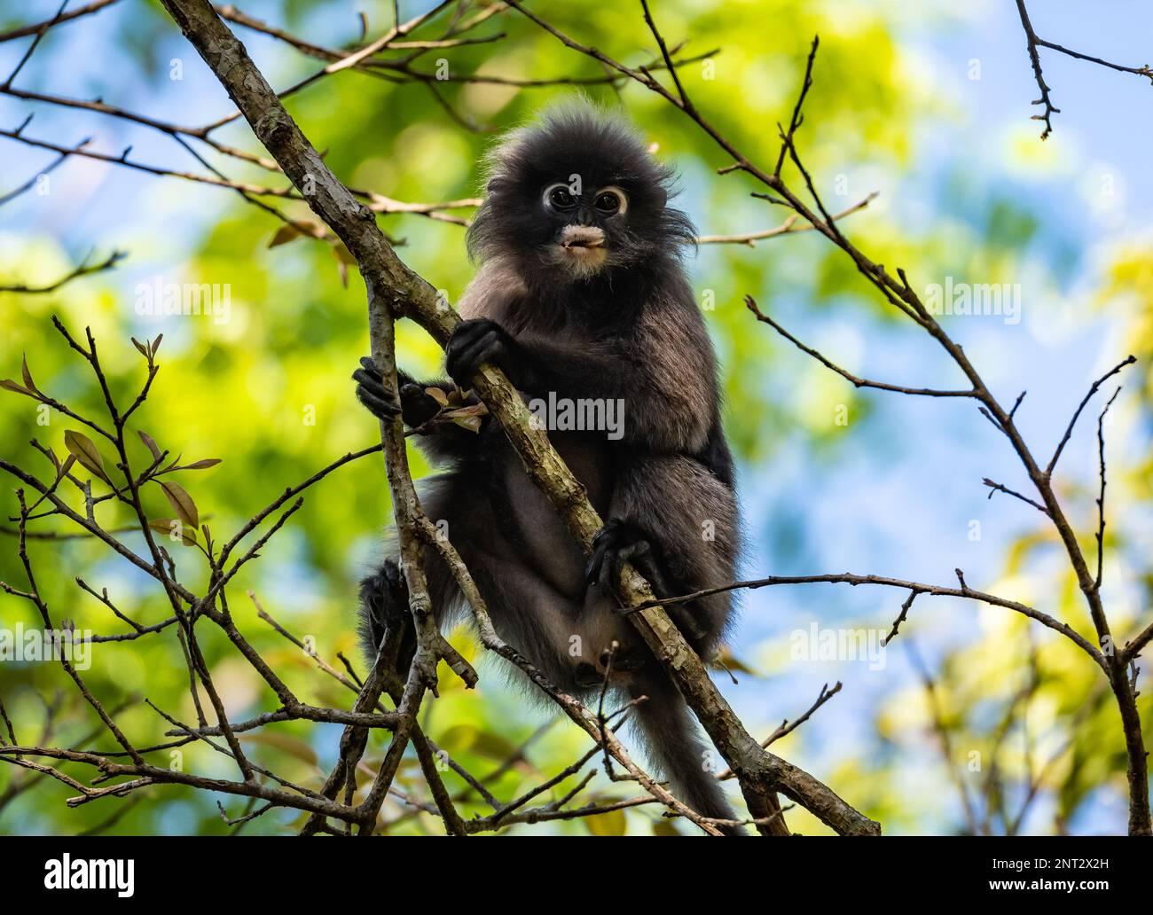 A Dusky Leaf Monkey (Trachypithecus obscurus) sitting on a branch ...