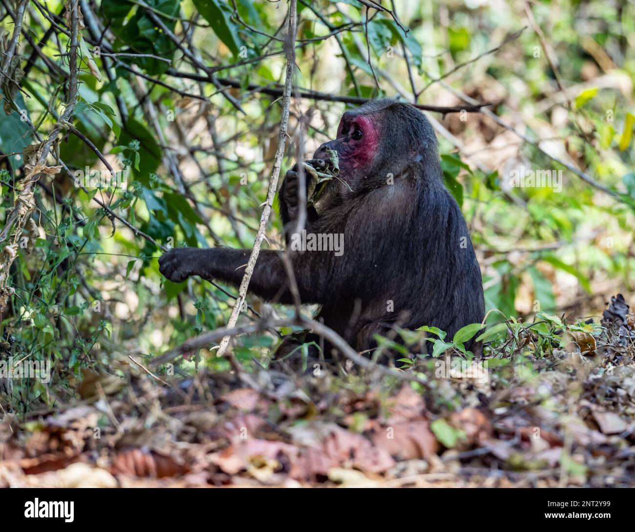 A Stump-tailed Macaque monkey (Macaca arctoides) forging in the bushes ...