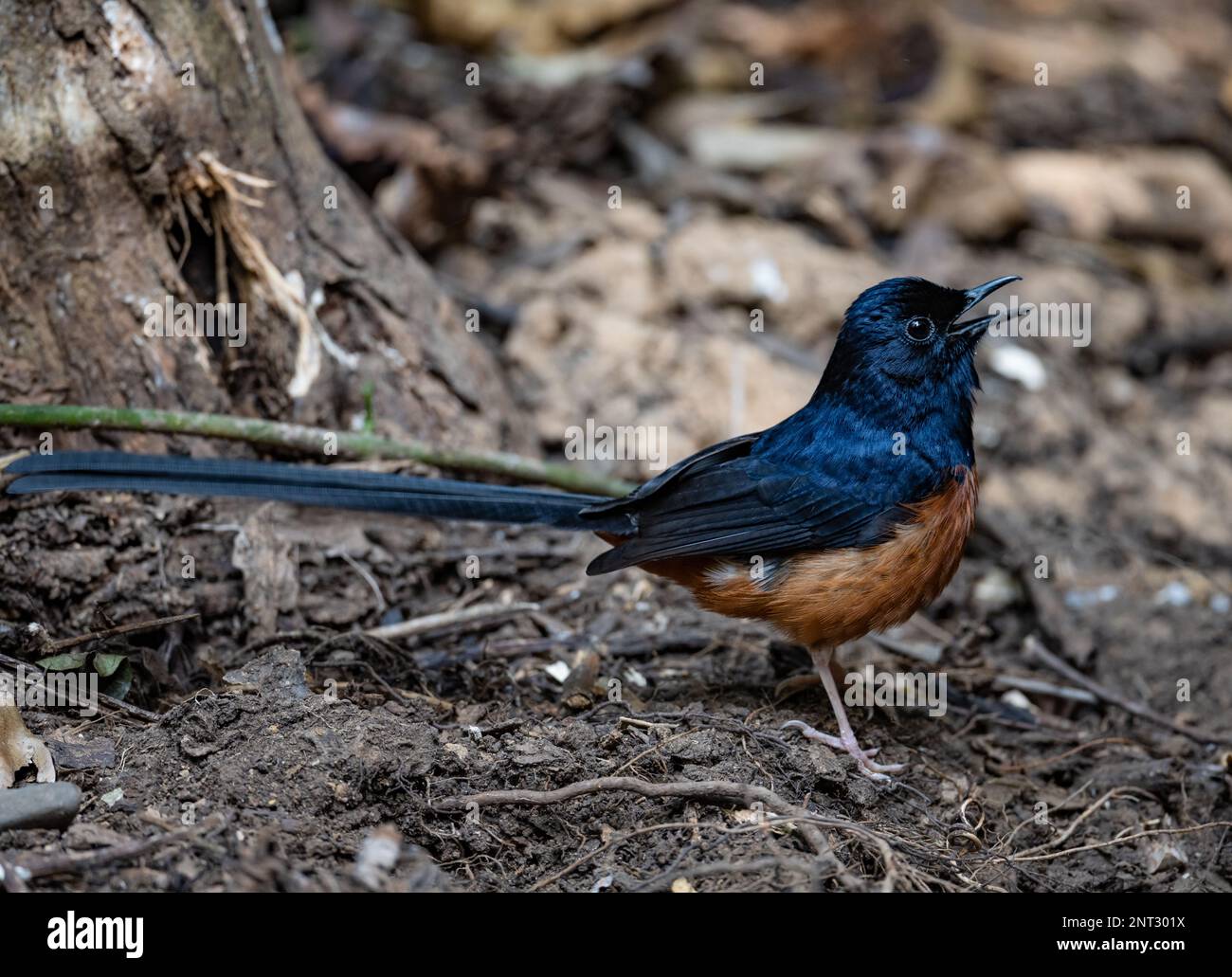 Shama bird hi-res stock photography and images - Alamy