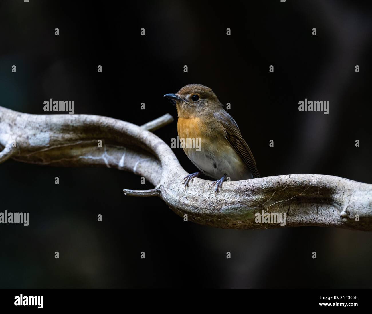 A female Indochinese Blue Flycatcher (Cyornis sumatrensis) perched on a ...
