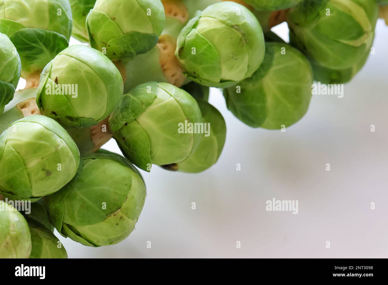 Brussels sprouts on stalk. Closeup or close-up of raw leafy green ...