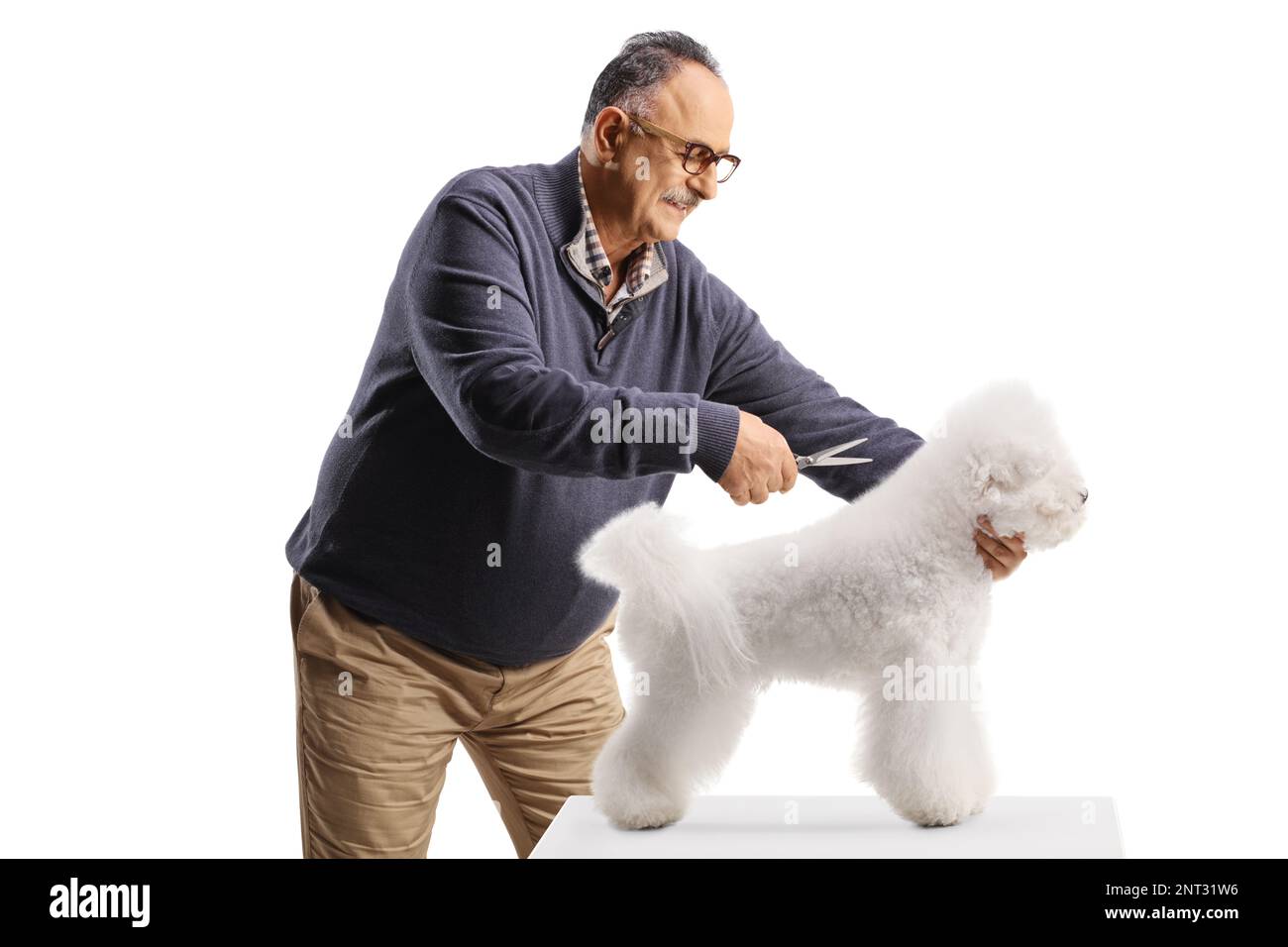 Mature man grooming a bichon frise dog isolated on white background ...