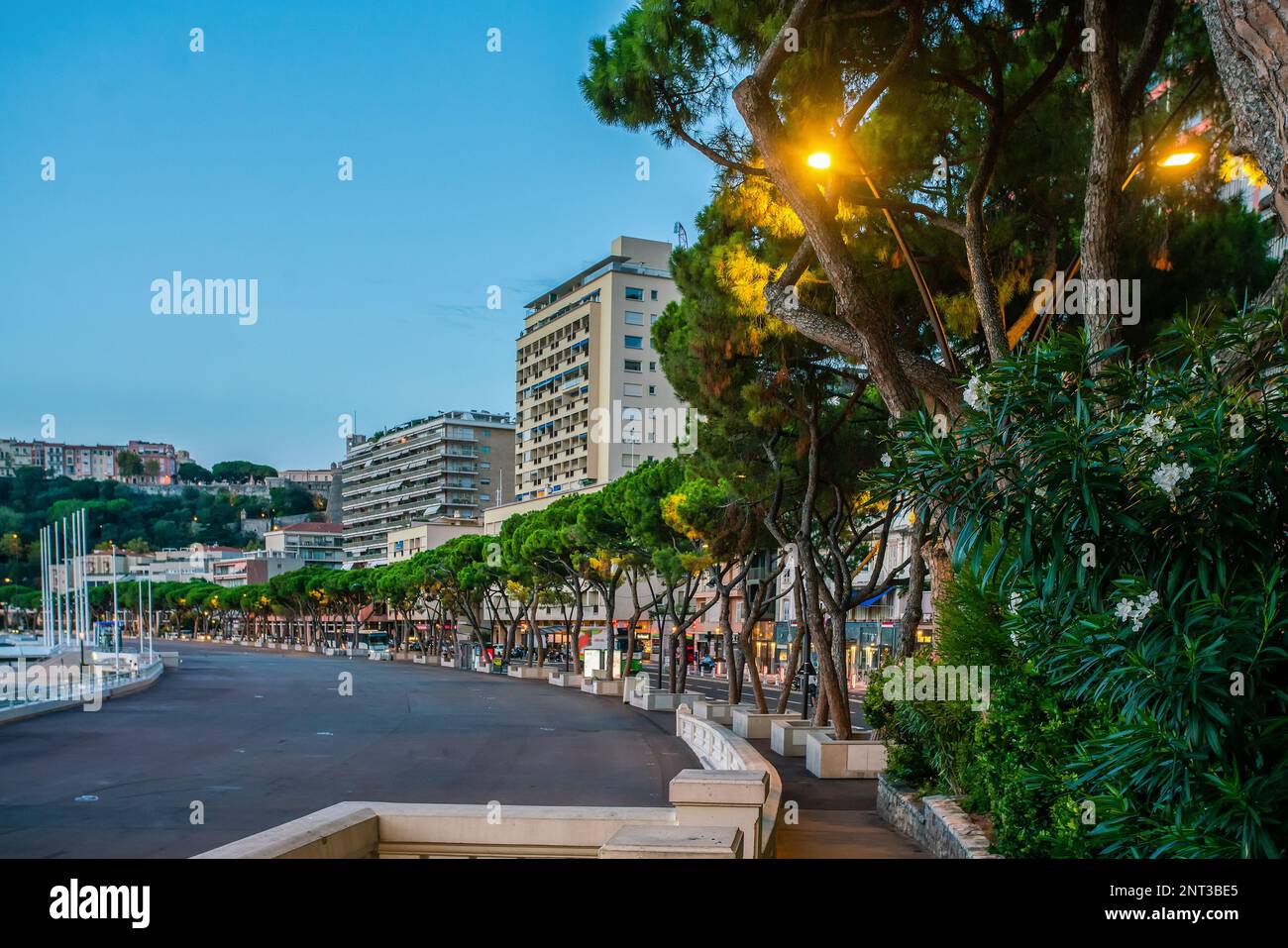 Amazing pine tree alley in Monaco in La Condamine is the central ward ...