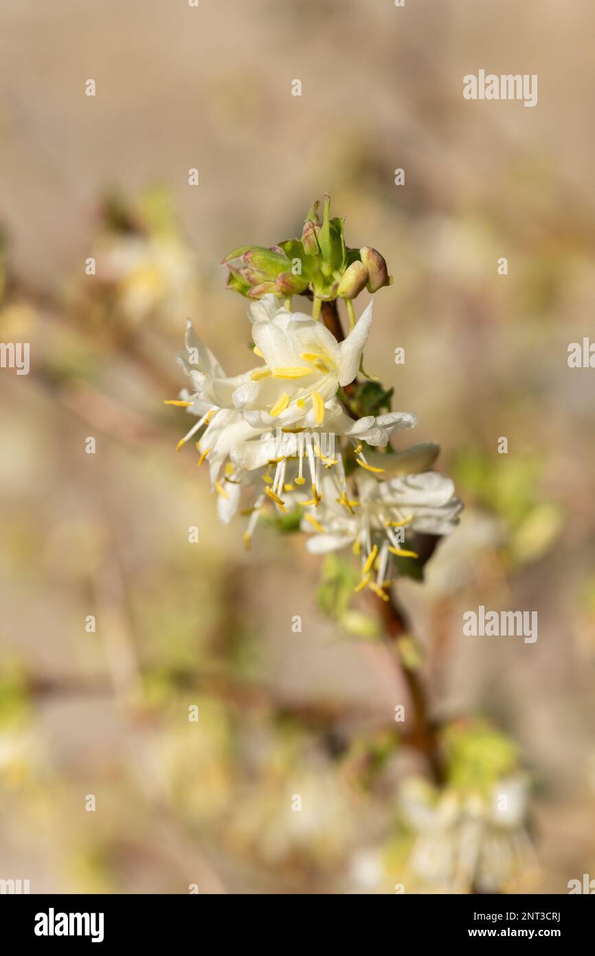 Close up of purpus honeysuckle (lonicera x purpusii) flowers in bloom ...