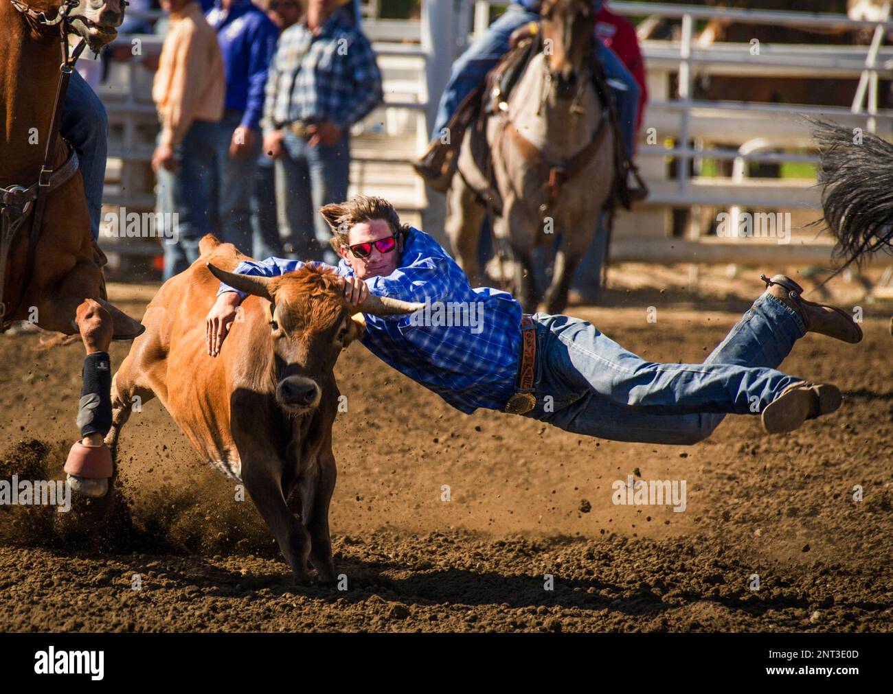 Gus McGinn, a cowboy from Haines, Oregon, fails to get his steer to the ...