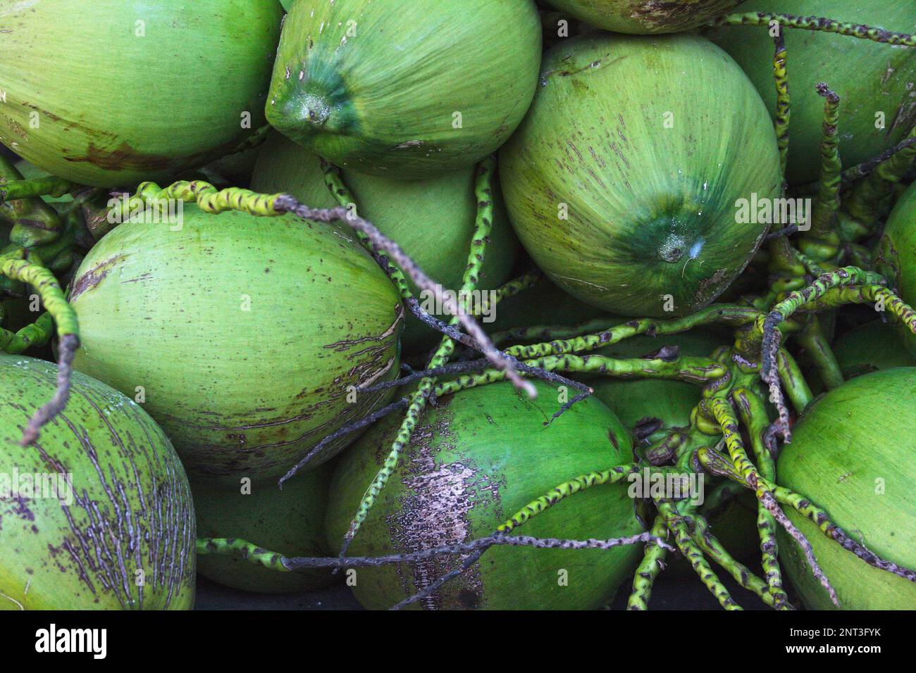 Close-up on a stack of coconuts on a market stall Stock Photo - Alamy