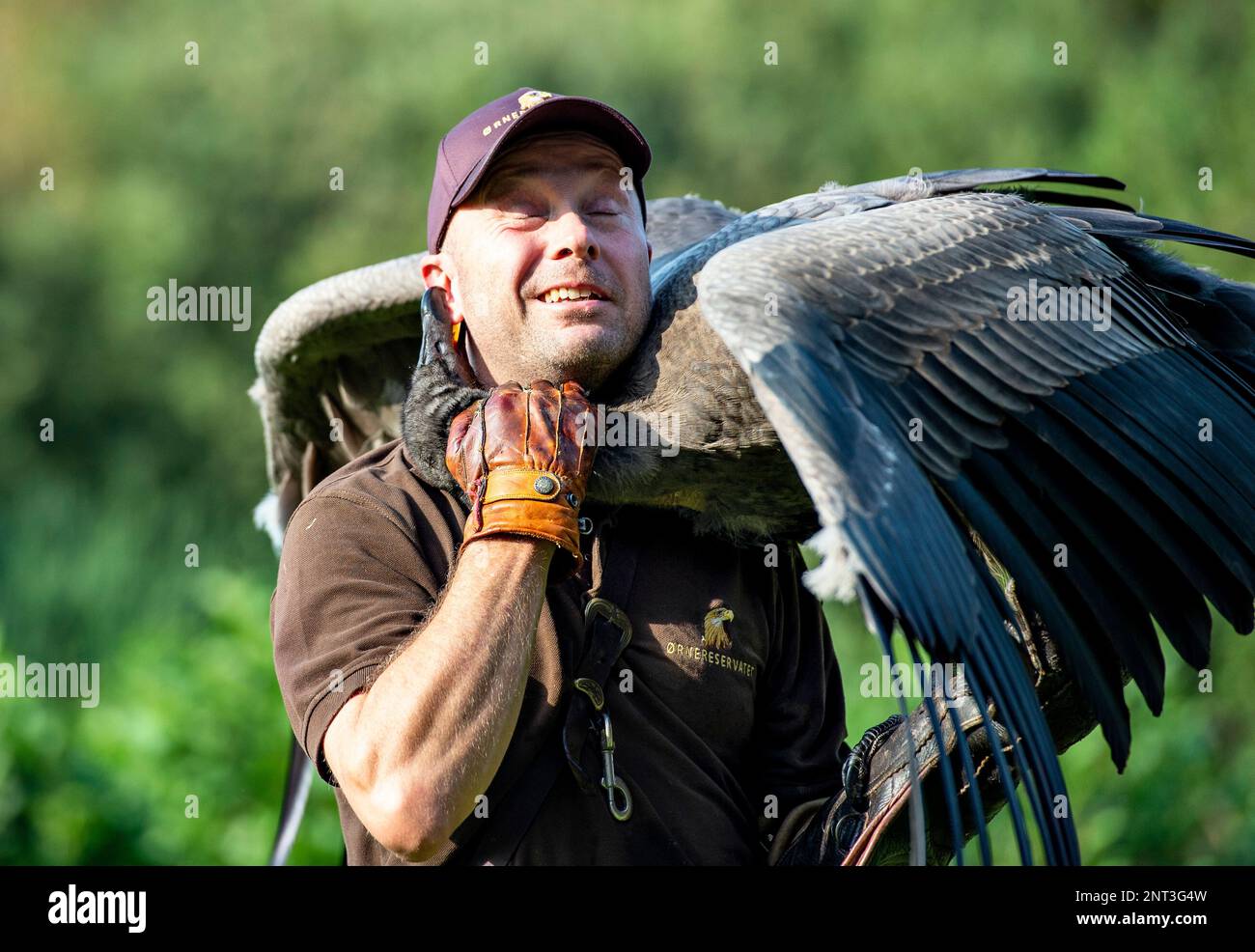Peter Wenzel trains Molina, a young condor, in the Eagle Reserve in ...