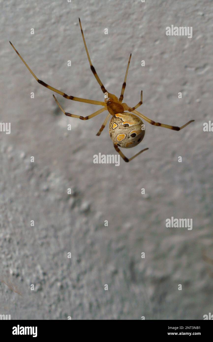 Latrodectus arachnid hi-res stock photography and images - Alamy