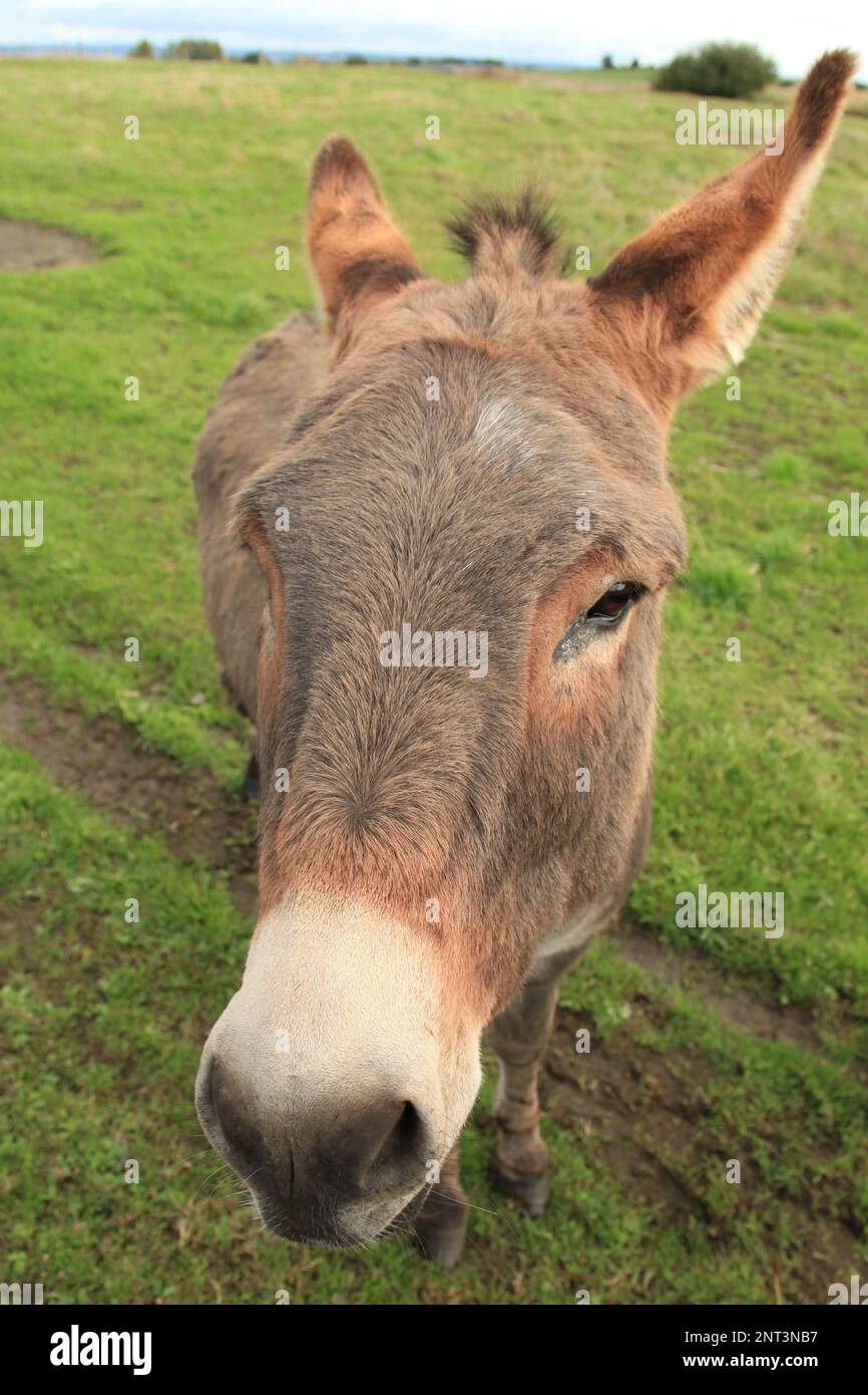 Cute brown donkey in a pasture Stock Photo - Alamy