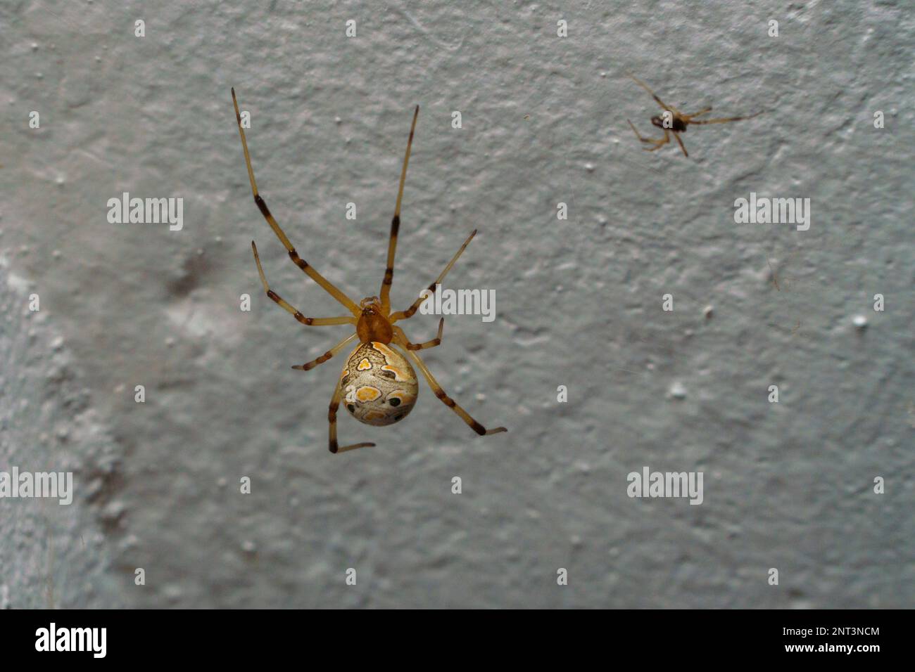 Brown Widow Babies