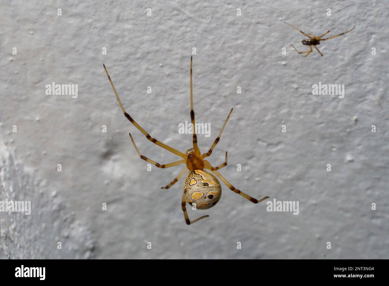 Brown widow spider latrodectus geometricus hi-res stock photography and ...