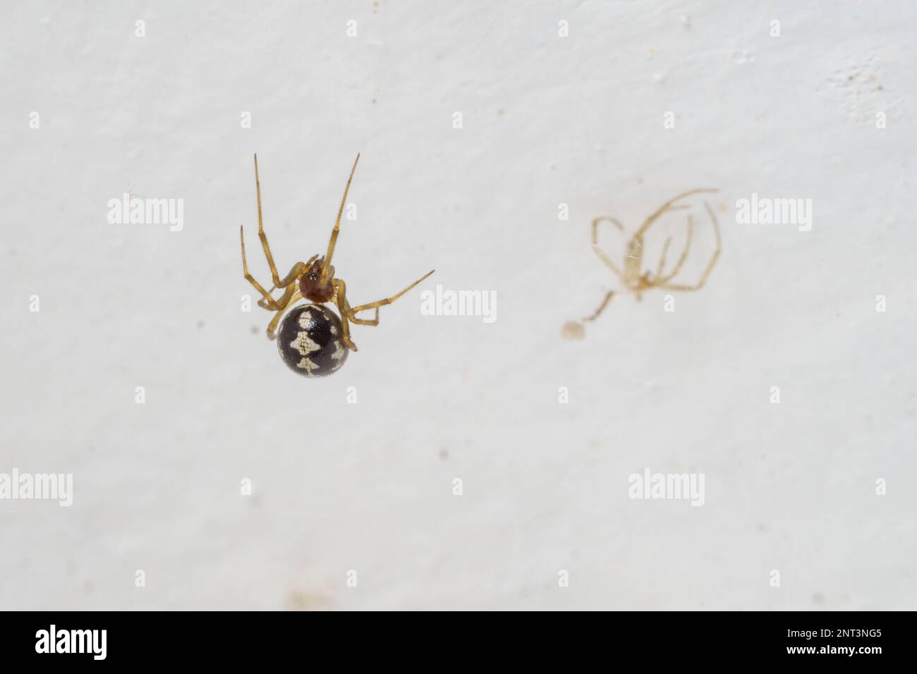 Steatoda Triangulosa
