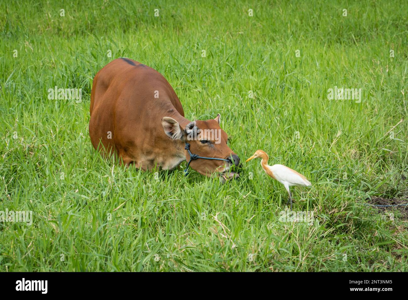Brown cow and heron looking at each other on a pasture on Bali Island ...