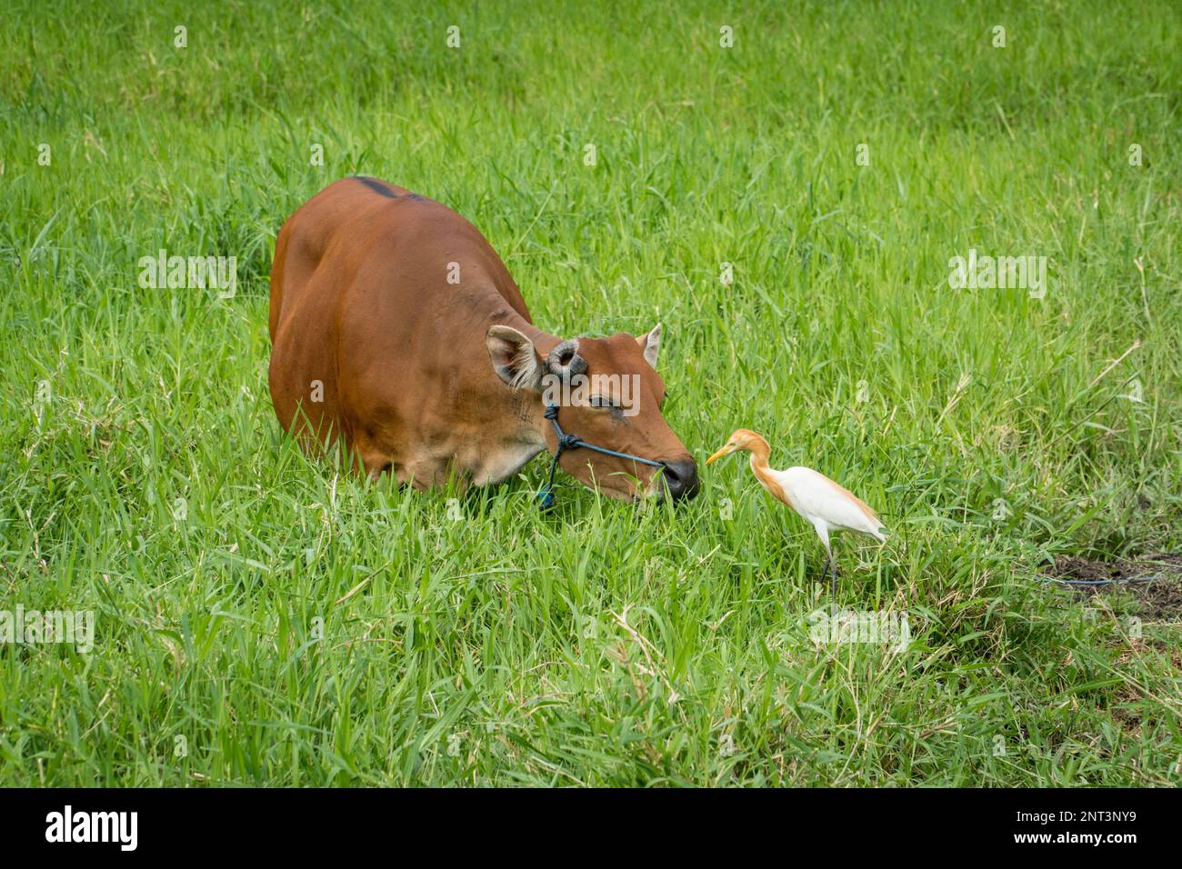 Brown cow and heron looking at each other on a pasture on Bali Island ...