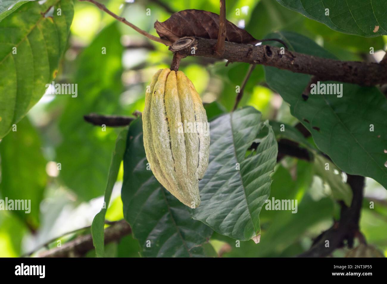 Single cocoa bean bean frowing on a tree. Natural poducts growing ...