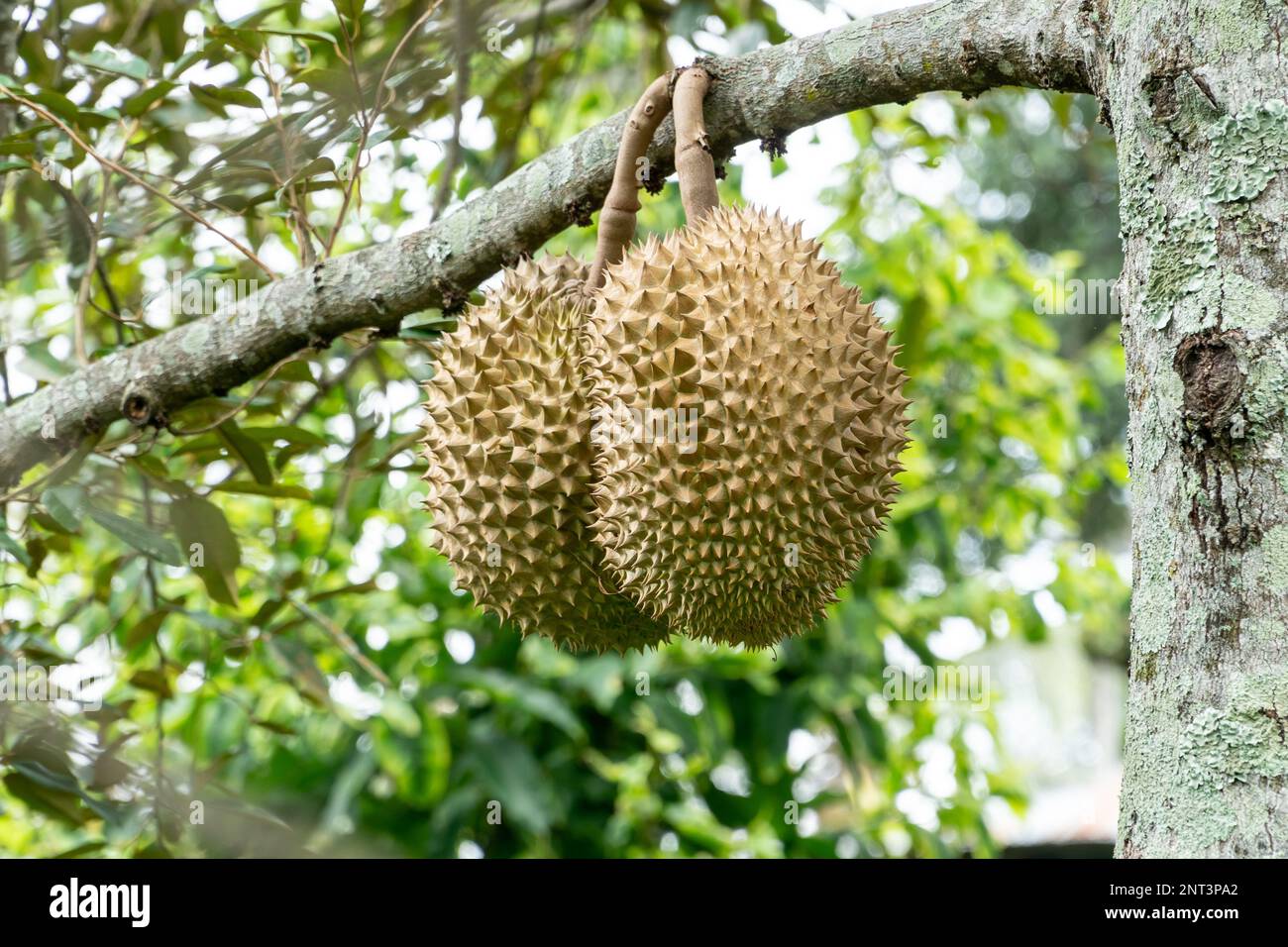 Two durians growing on tree. Natural poducts growing concept Stock ...