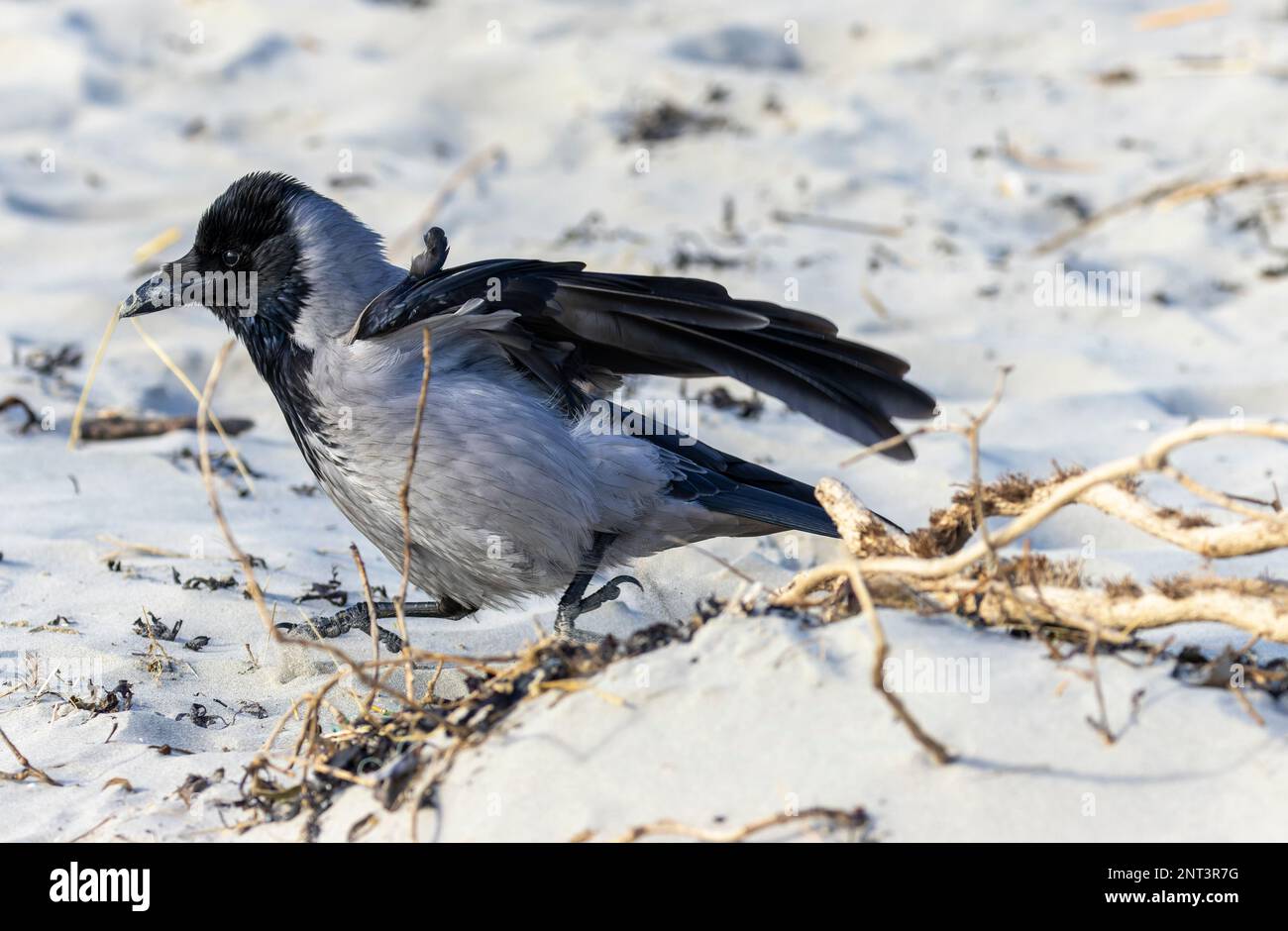 Hooded crow "Corvus cornix" collecting twigs for nest at Dollymount ...