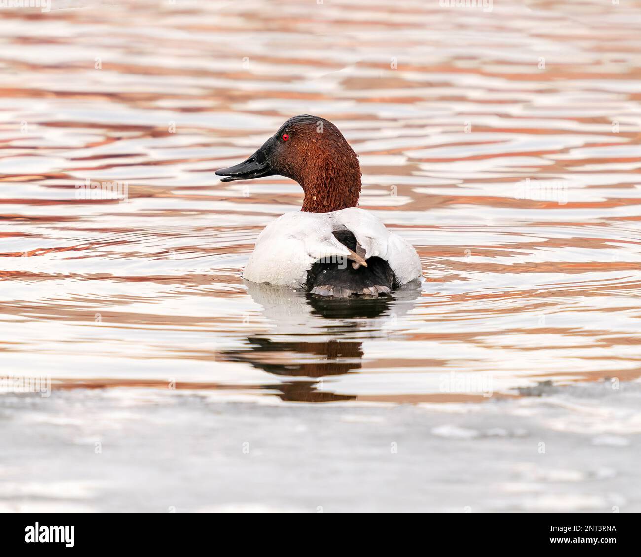 Back view of duck hi-res stock photography and images - Alamy