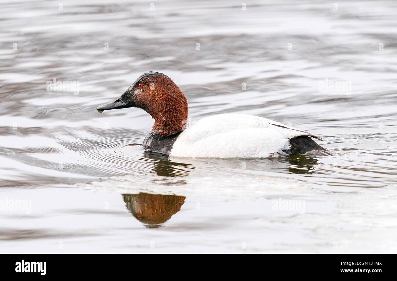 A closeup side profile of a Canvasback duck drake (Aythya valisineria ...