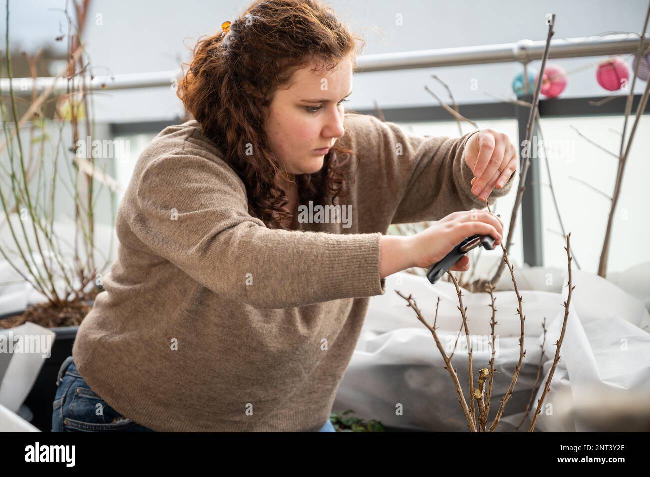 Woman with brown curly hair and beige pullover is cutting a plant on ...