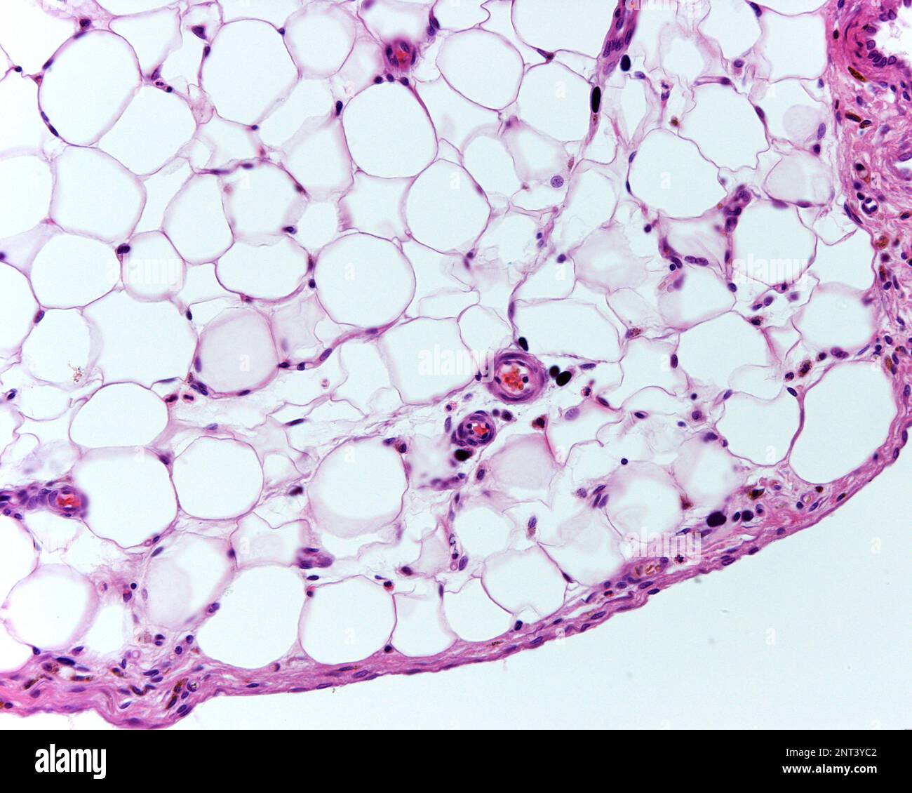 Simple Fat Cell Diagram