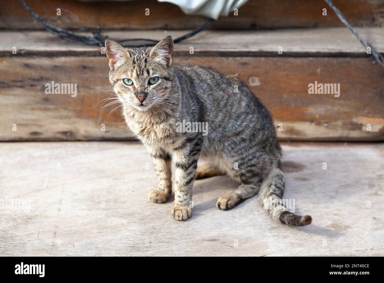 Cute straight tabby cat in Fez, Morocco Stock Photo - Alamy