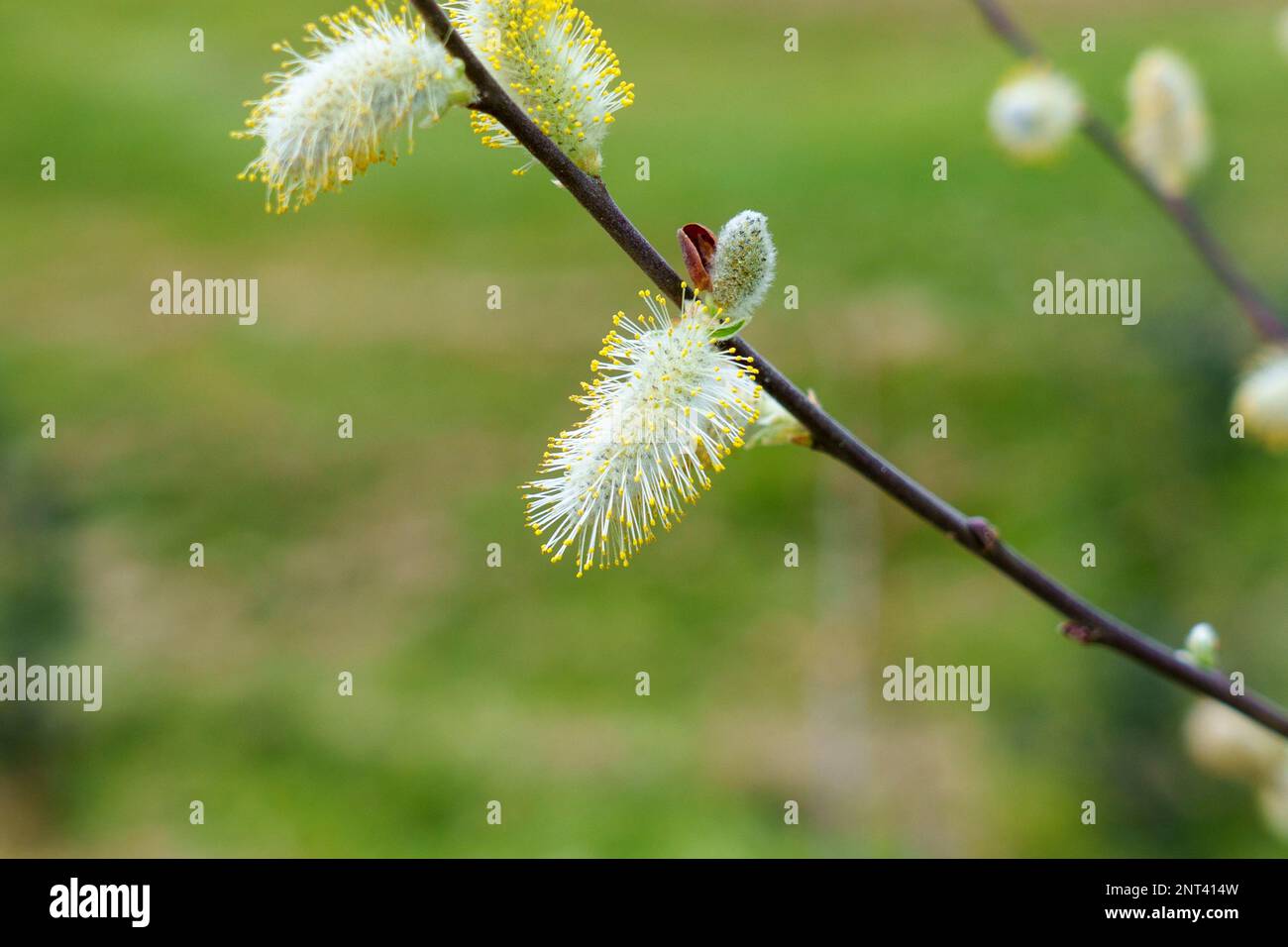 Fluffy young pollen buds of a willow tree in nature Stock Photo - Alamy
