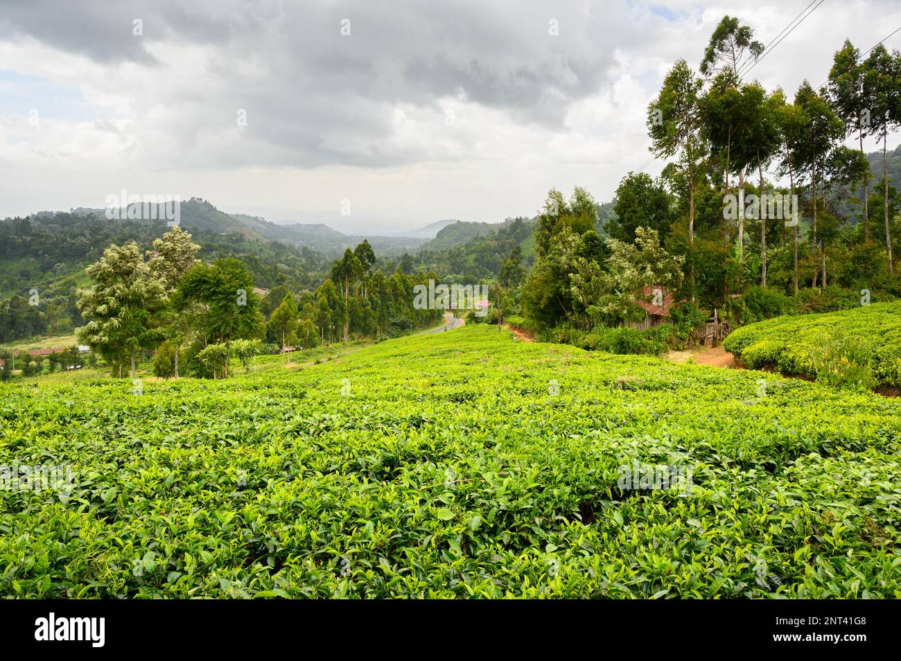 Tea plantations with mountains in background, Kenya Stock Photo - Alamy