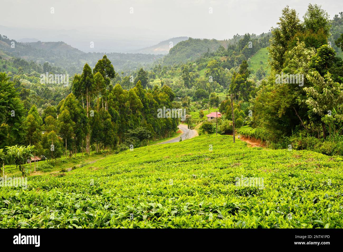 Tea plantations on mountains hi-res stock photography and images - Alamy