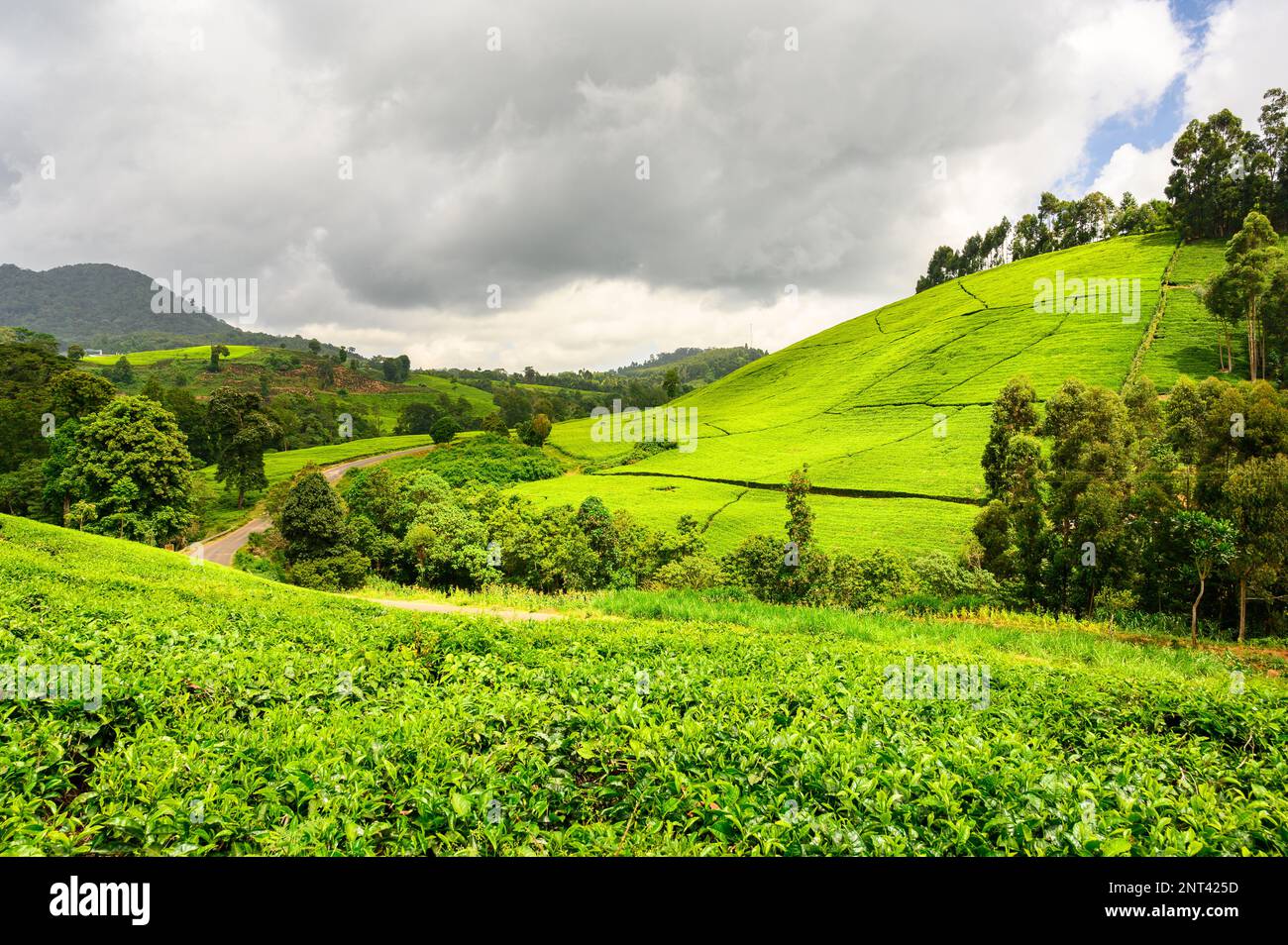 Tea plantations on hills of Kenya Stock Photo - Alamy
