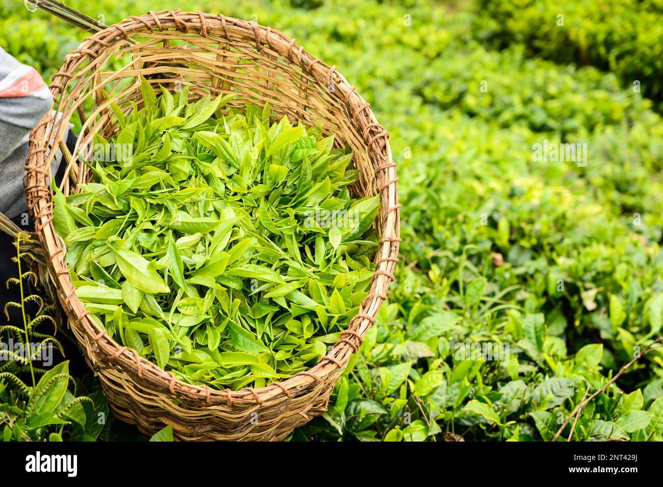 Picked tea leaves in hi-res stock photography and images - Alamy