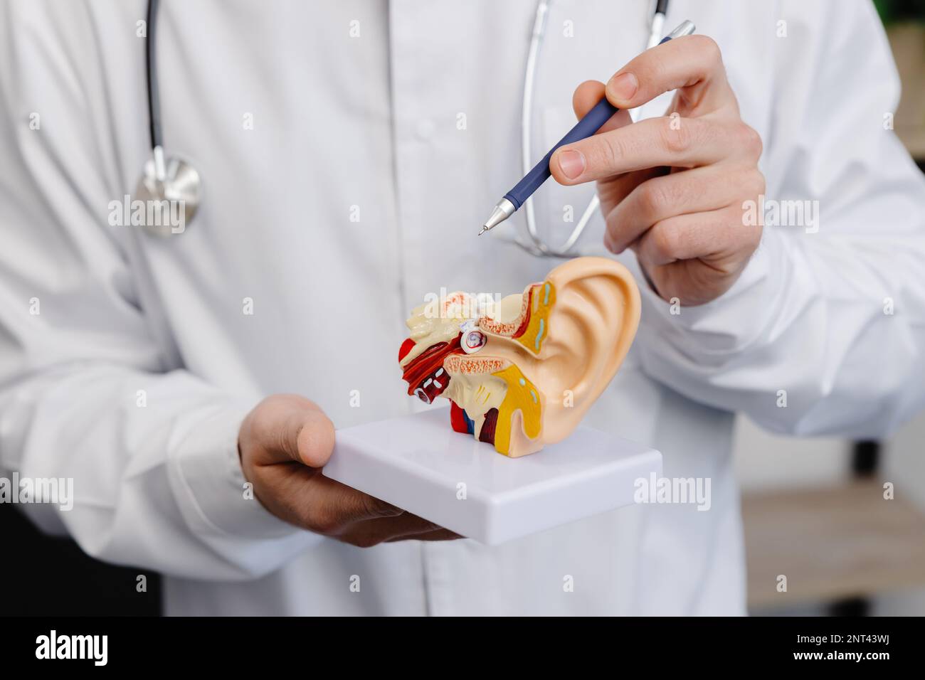 A young attractive otolaryngologist doctor shows a mock-up of an ear ...