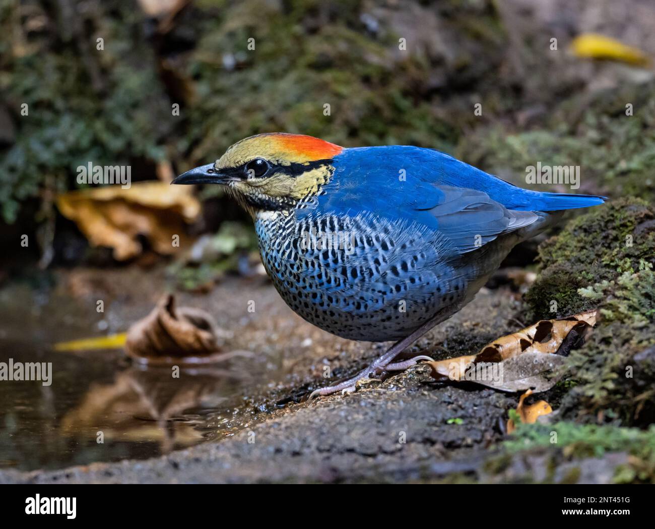 A colorful male Blue Pitta (Hydrornis cyaneus) foraging on the ground ...