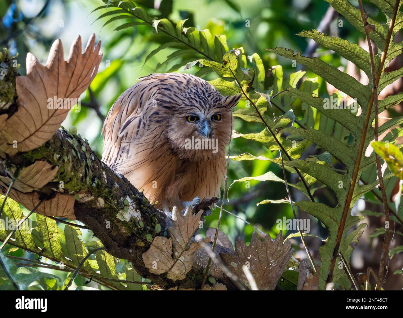 A Buffy Fish-Owl (Ketupa ketupu) perched on a tree. Thailand Stock ...