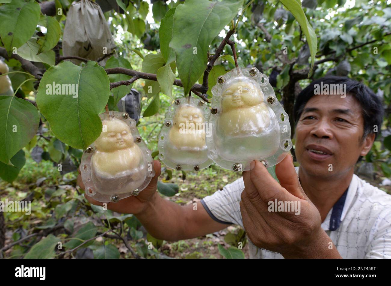 Farmer Hao Xianzhang takes care of baby-shaped pears in his garden in ...