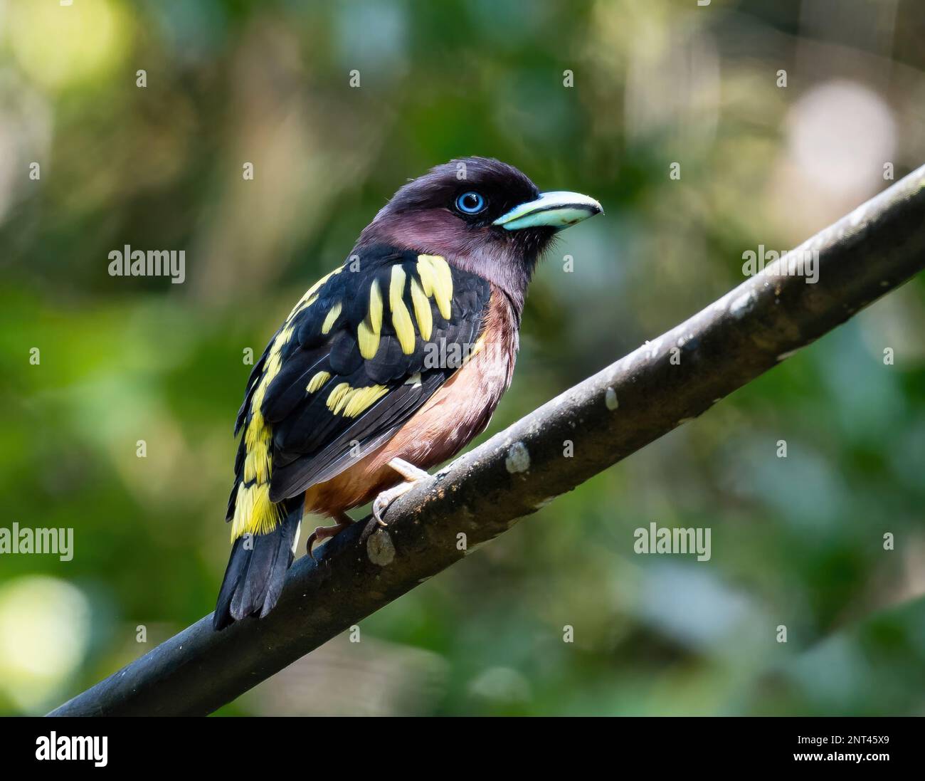 Banded broadbill hi-res stock photography and images - Alamy