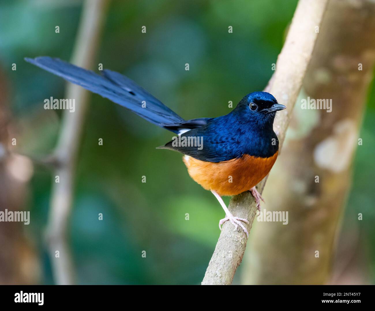 Shama bird hi-res stock photography and images - Alamy