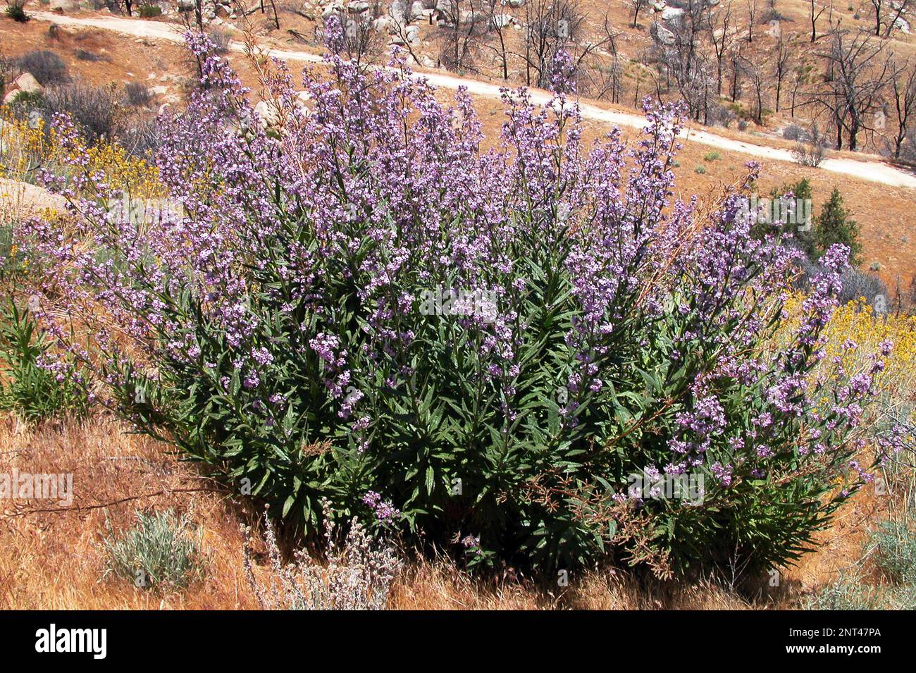 This undated photo provided by the U.S. Forest Service shows poodle-dog ...