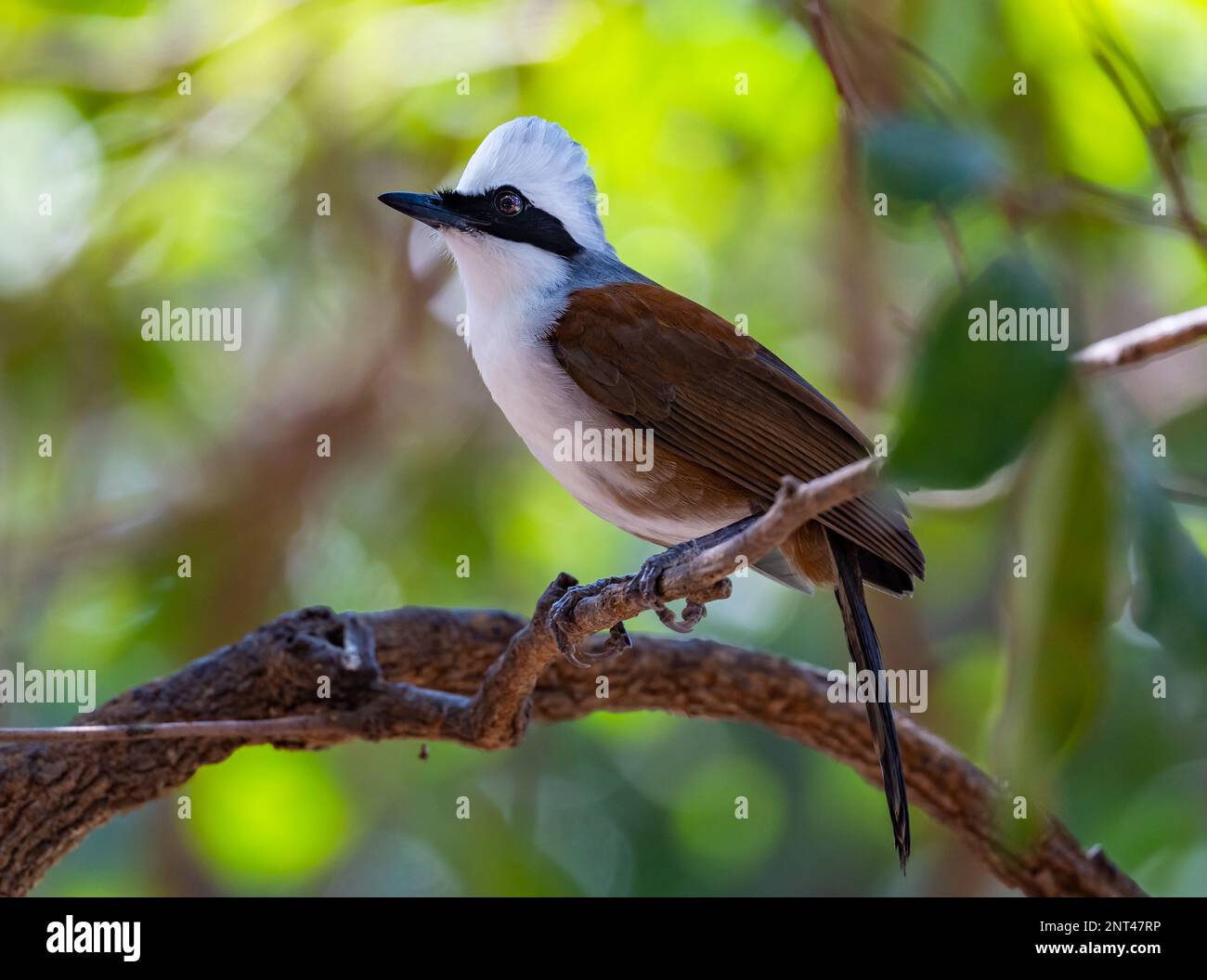 A White-crested Laughingthrush (Garrulax leucolophus) perched on a ...