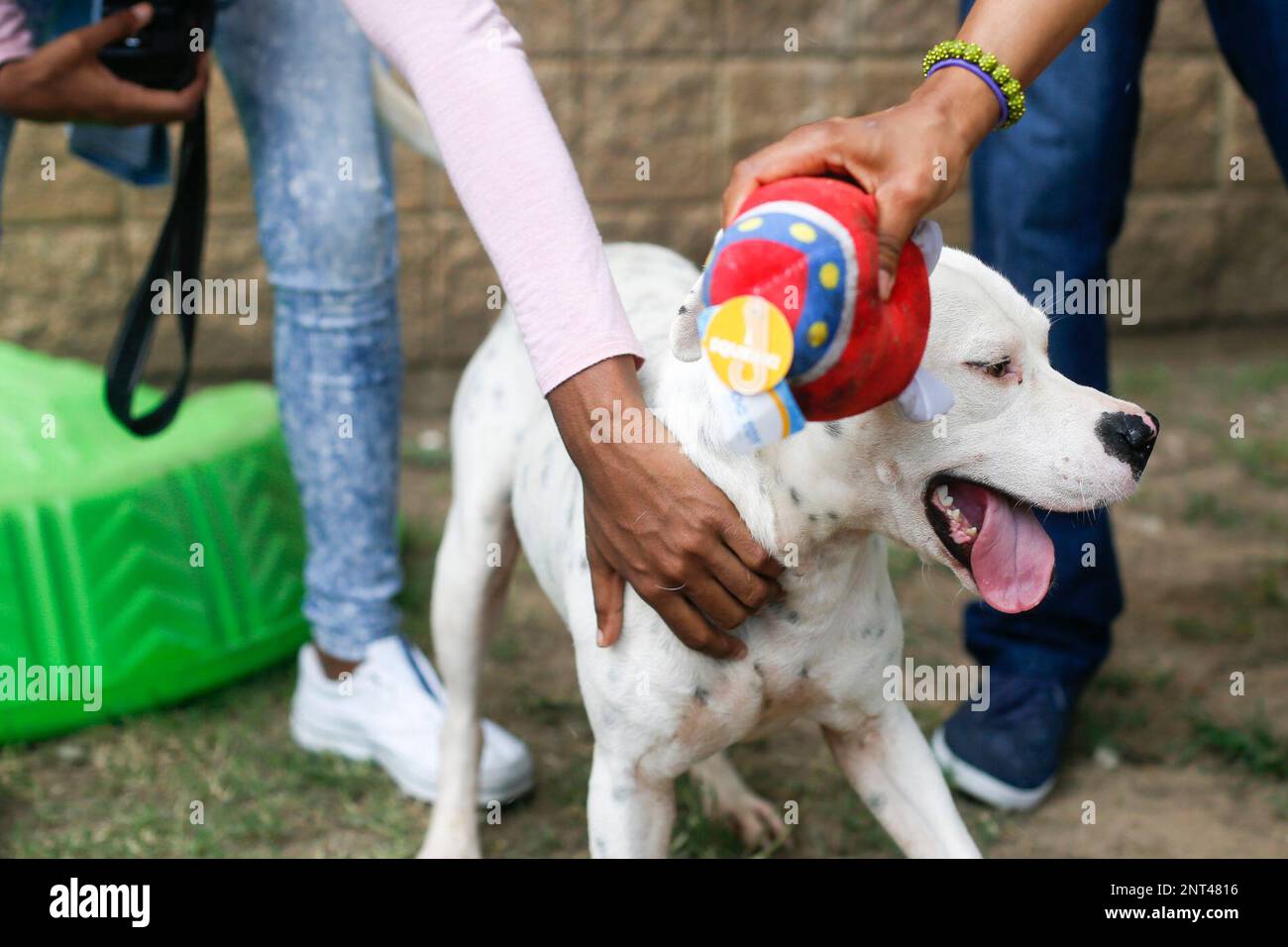 A dog named Jabba the Mutt gets pet and tempted by squeaky toys during ...