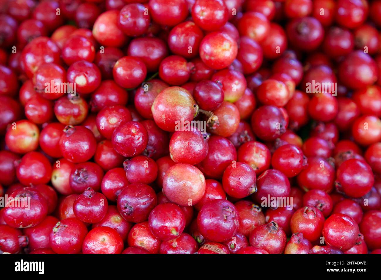 Red cattley guava hi-res stock photography and images - Alamy