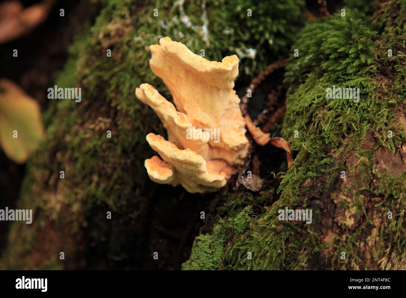 Close-up on a sulphur polypore (Laetiporus sulphureus) growing on a ...
