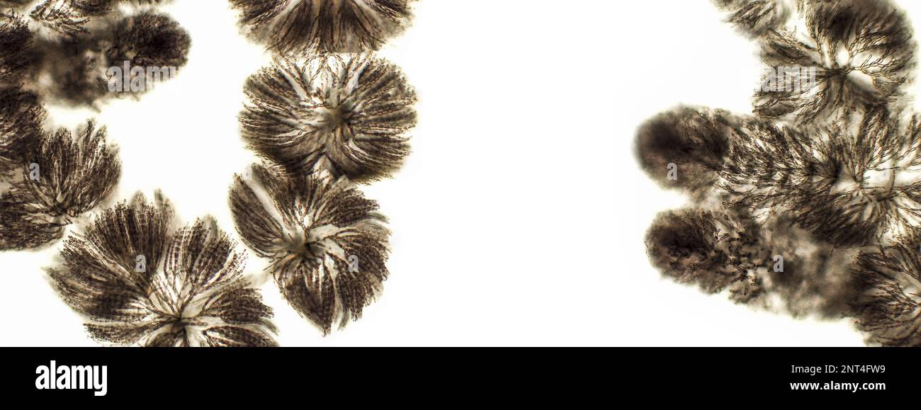 Algae under microscopic view, freshwater red algae, Rhodophyta Stock ...