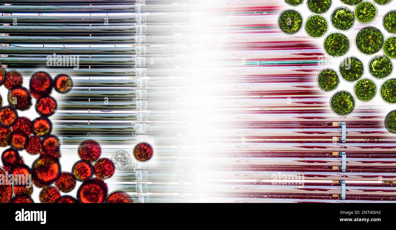 Photobioreactor in medical science laboratory, green and red algae ...