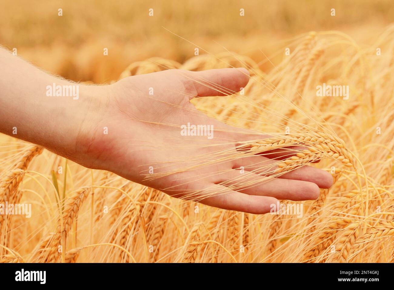 Hand in field of grains hi-res stock photography and images - Alamy
