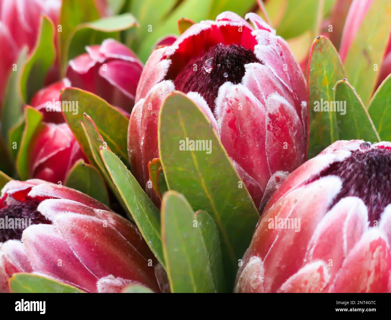 Bouquet of Protea Stock Photo - Alamy